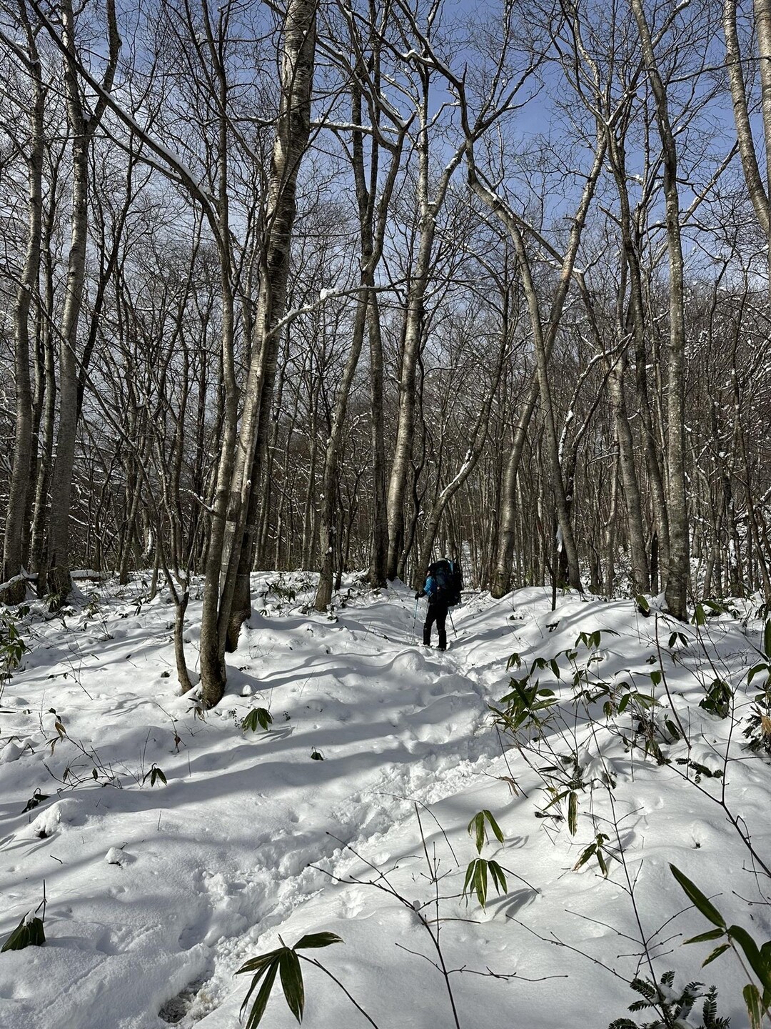 船形山2023-12-02 22番撤退 / bateniceさんの船形山（御所山）・泉ヶ岳・蛇ヶ岳の活動データ | YAMAP / ヤマップ