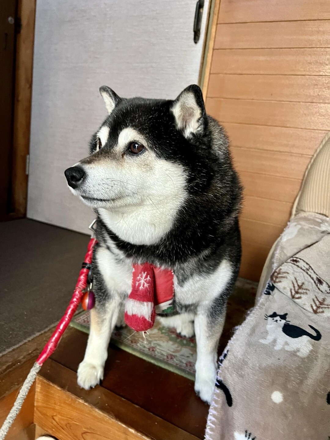 愛宕山初雪 くうちゃんと再会💕 / momoさんの愛宕山・三頭山・朝日峯の活動データ | YAMAP / ヤマップ