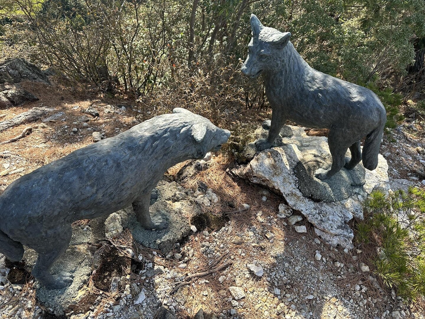 太龍寺山🐉オオカミさん求めて🐺 / yasu yasuさんの太竜寺山の活動データ | YAMAP / ヤマップ