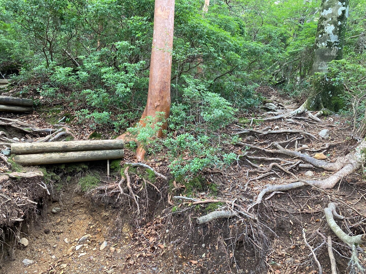 𖤥 N 𖤣さんの投稿したフィールドメモ | YAMAP / ヤマップ