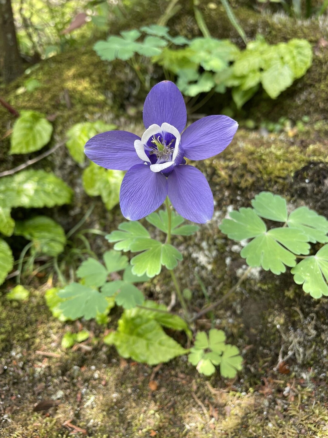 小鹿野アルプス / KAZ-ZUNさんの小鹿野アルプス・釜ノ沢五峰・般若山の活動データ | YAMAP / ヤマップ