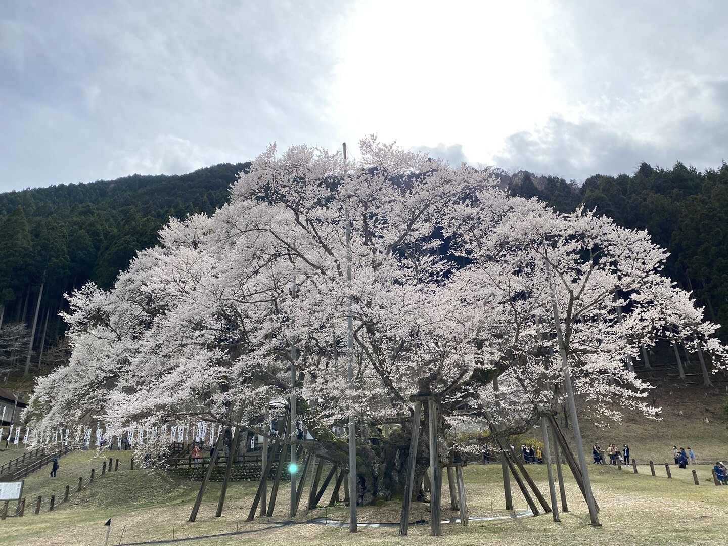人生初の根尾の薄墨桜、パワーもらいました... / T.ハーロックさんのモーメント | YAMAP / ヤマップ