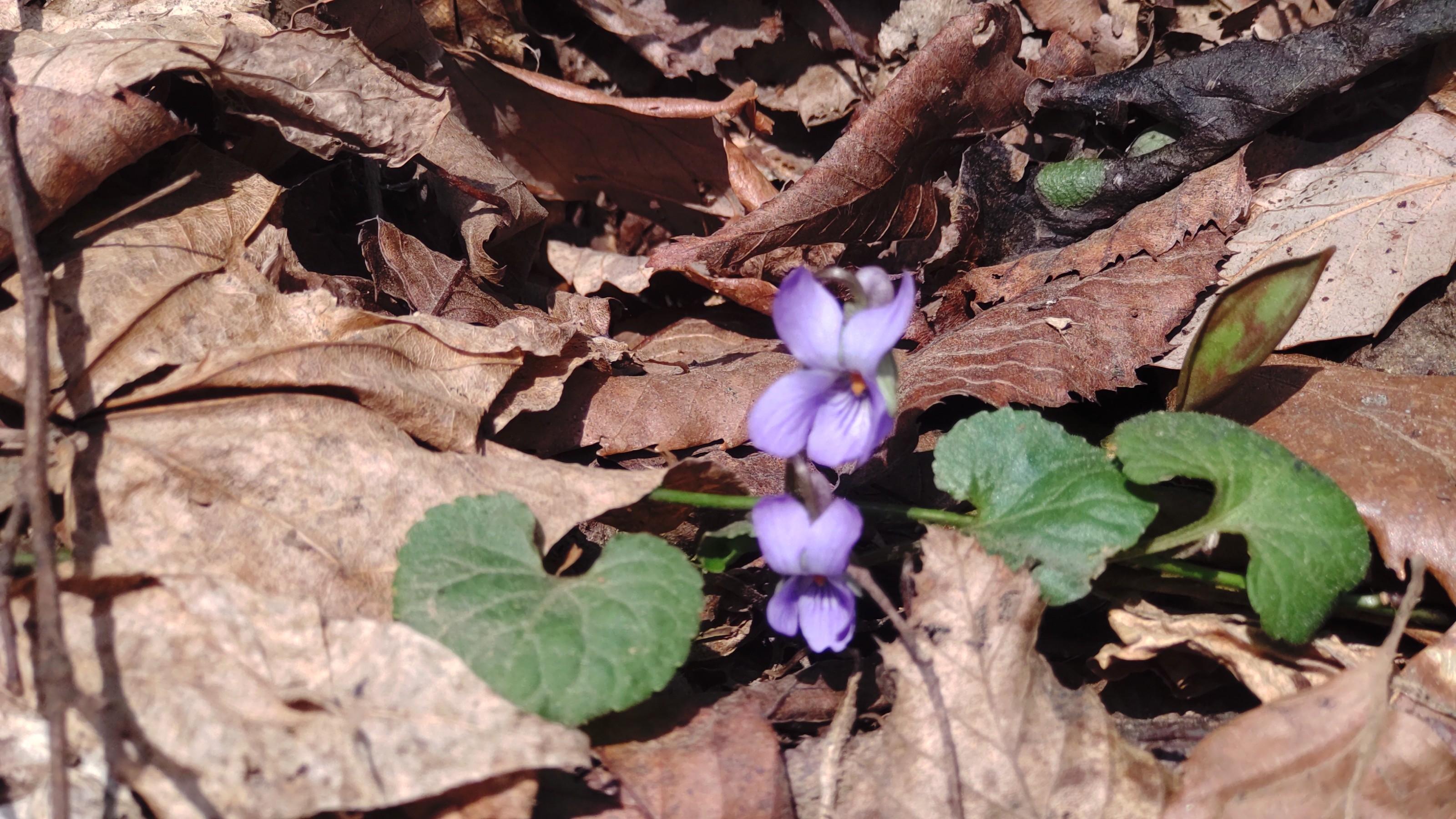 文殊山 https://tabibto.... / てんぐのこさんのモーメント | YAMAP / ヤマップ