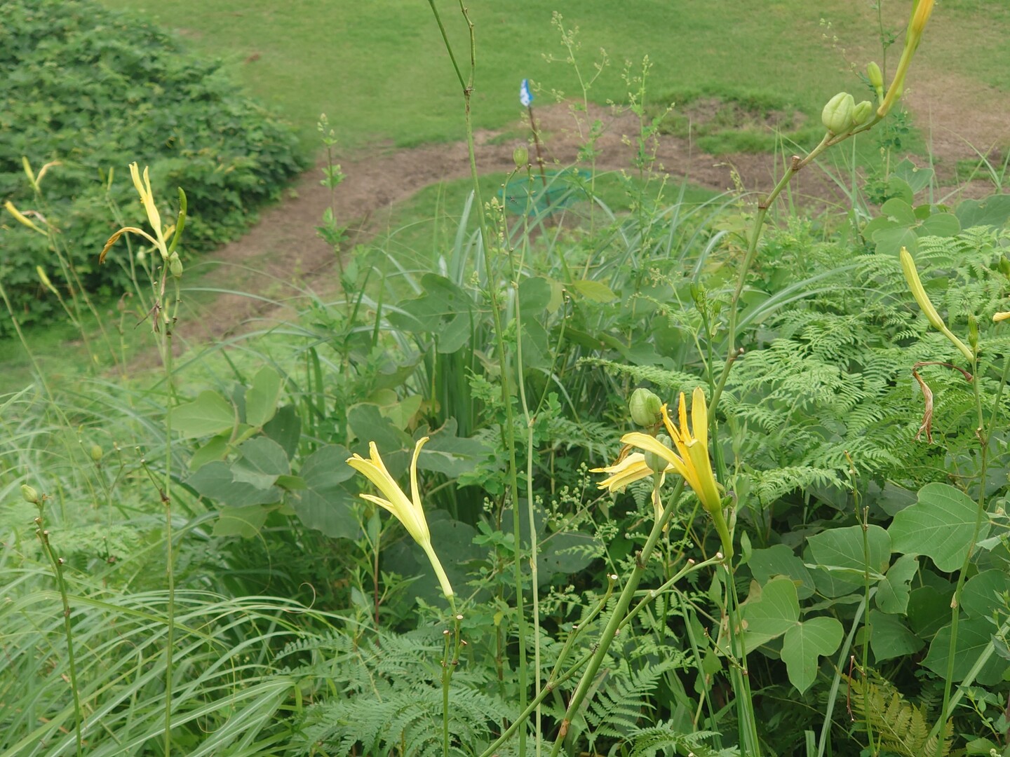 連日の暑さ🥵で山行きはお休み中ですが、... / Bobにゃんさんのモーメント | YAMAP / ヤマップ