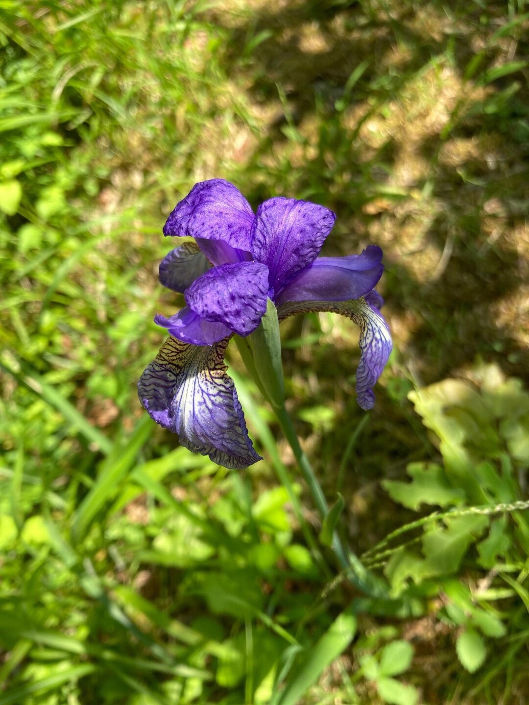 男体山・女体山 / GA GAさんの二ッ箭山・三森山・猫鳴山の活動データ | YAMAP / ヤマップ