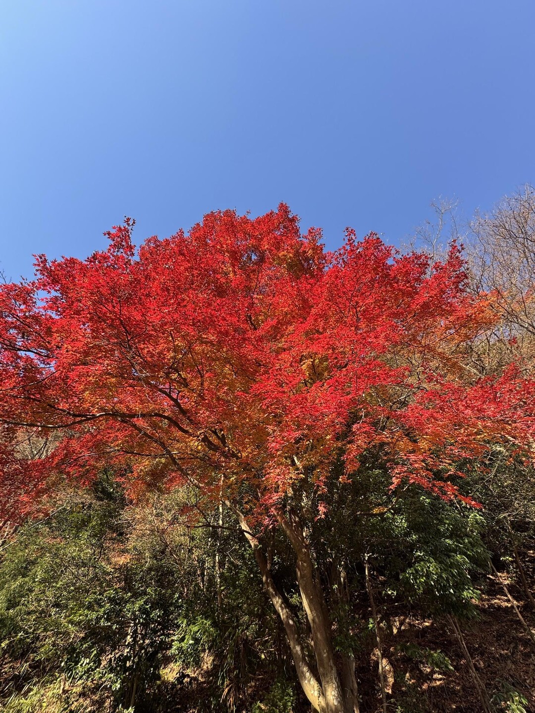 三方山・北尾根P826峰・笙ヶ岳 / pixykenさんの養老山・笙ヶ岳・三方山の活動データ | YAMAP / ヤマップ