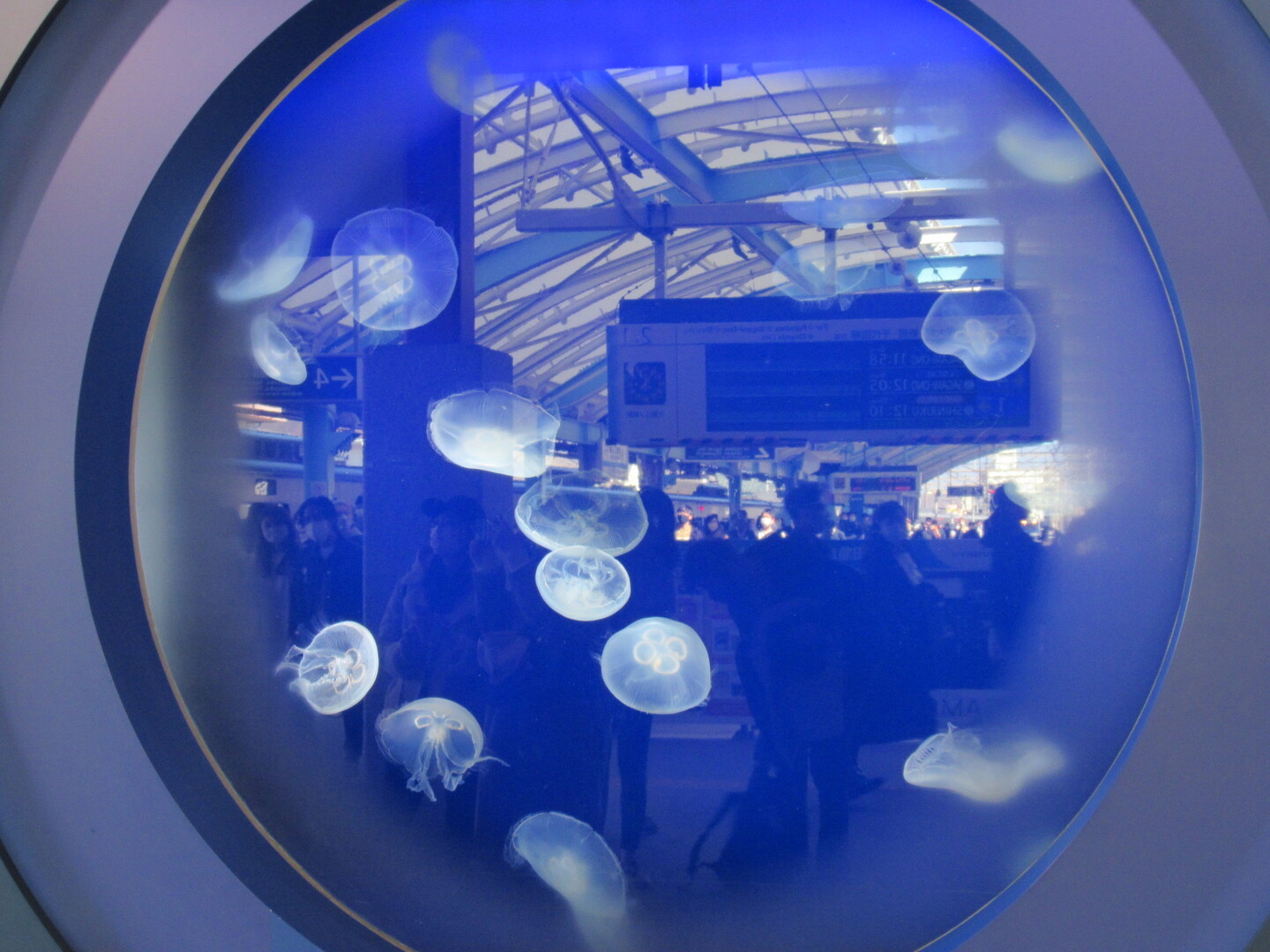 江の島🐶散歩 / ryuyuさんの藤沢市の活動データ | YAMAP / ヤマップ