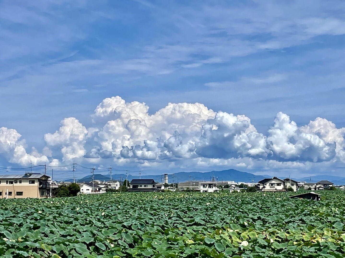 蓮田と積乱雲 この夏、最後の入道雲かもし... / GONKEさんのモーメント | YAMAP / ヤマップ