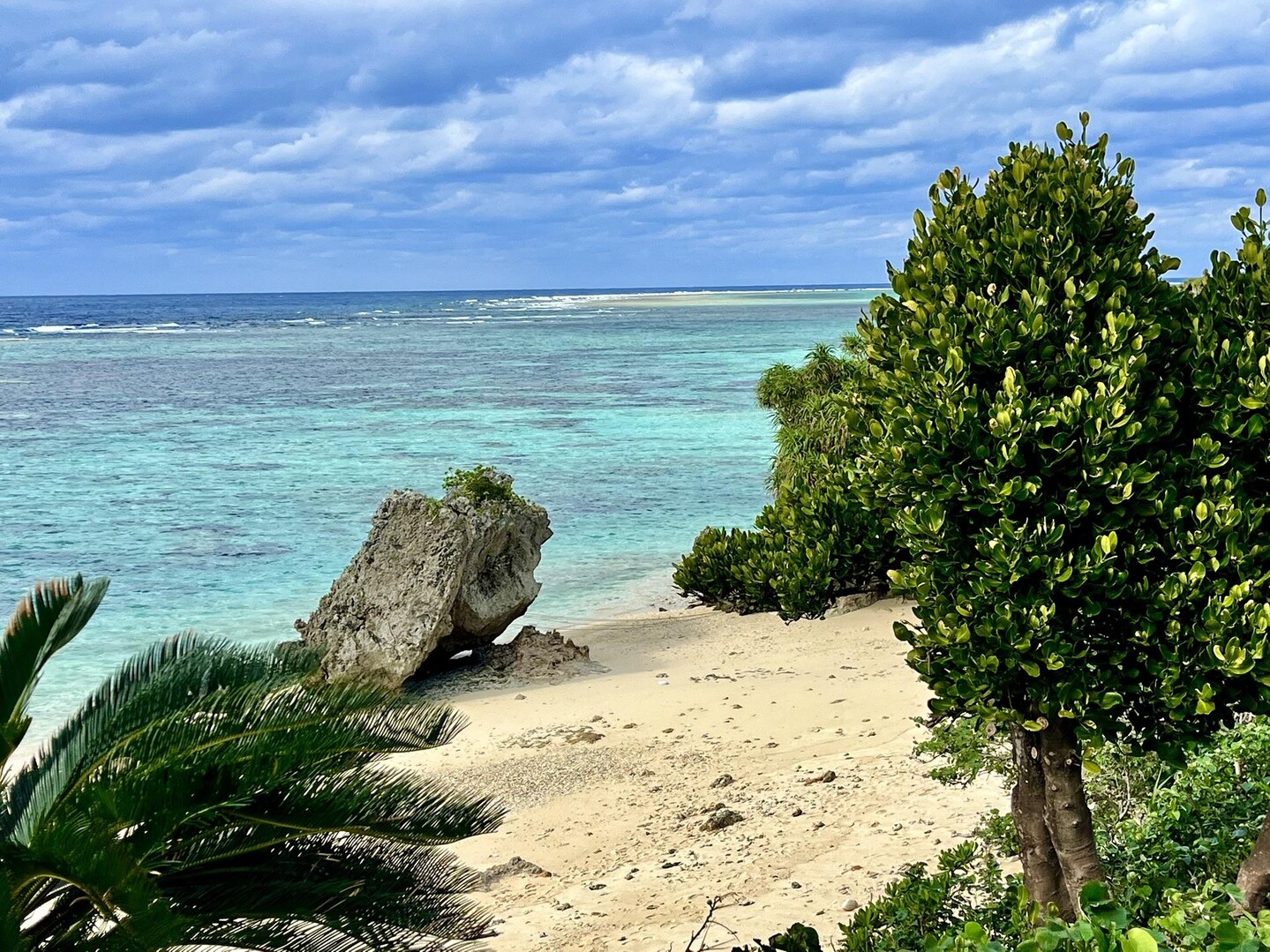 沖縄2日目。美ら海水族館と古宇利大橋。 / tiara00tiaraさんのモーメント | YAMAP / ヤマップ