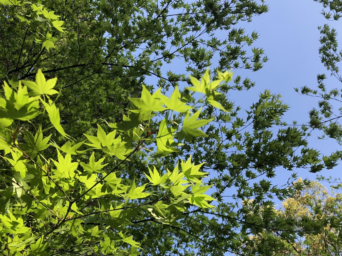 みやまの三山 / Ascaさんの清水山・丸山・古僧都山の活動データ | YAMAP / ヤマップ
