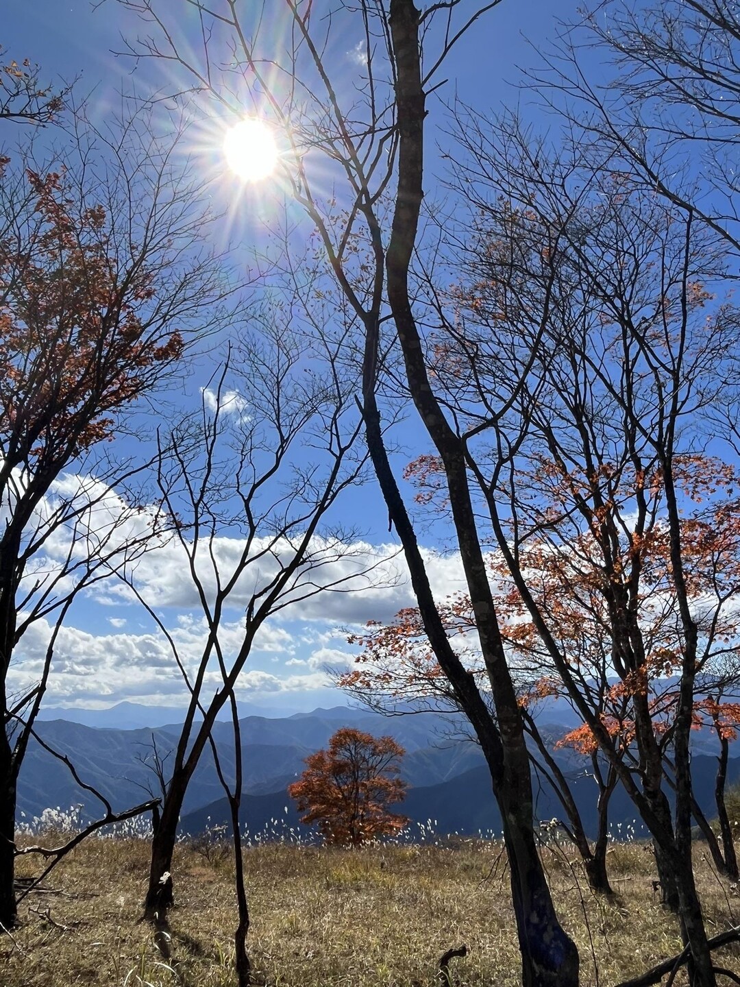 鷹ノ巣山 → 奥多摩駅 / GOTAROさんの雲取山・鷹ノ巣山・七ツ石山の活動データ | YAMAP / ヤマップ