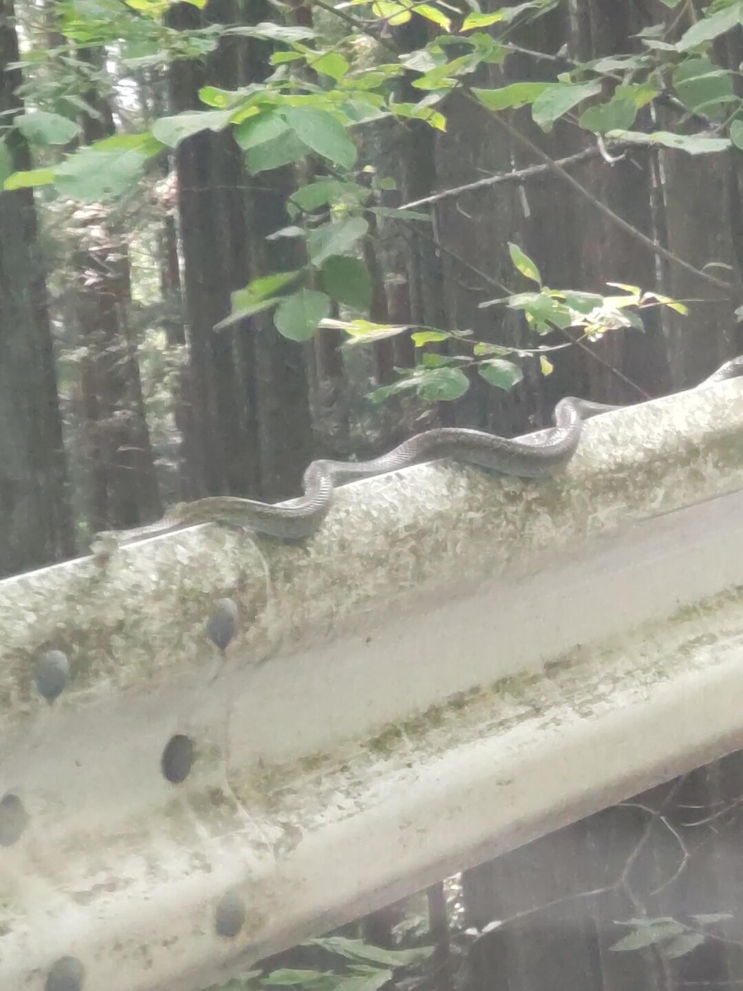 過程も軌跡も蛇の如し / Tonaeさんの和名倉山・笠取山・東仙波の活動日記 | YAMAP / ヤマップ