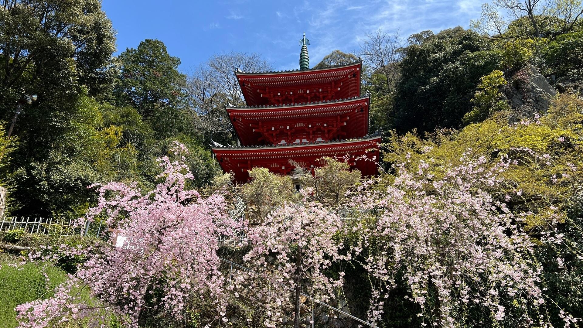 「すぐそこにある春爛漫」 金華山 2024-04-07 / no.fearさんの金華山・洞山・舟伏山の活動データ | YAMAP / ヤマップ