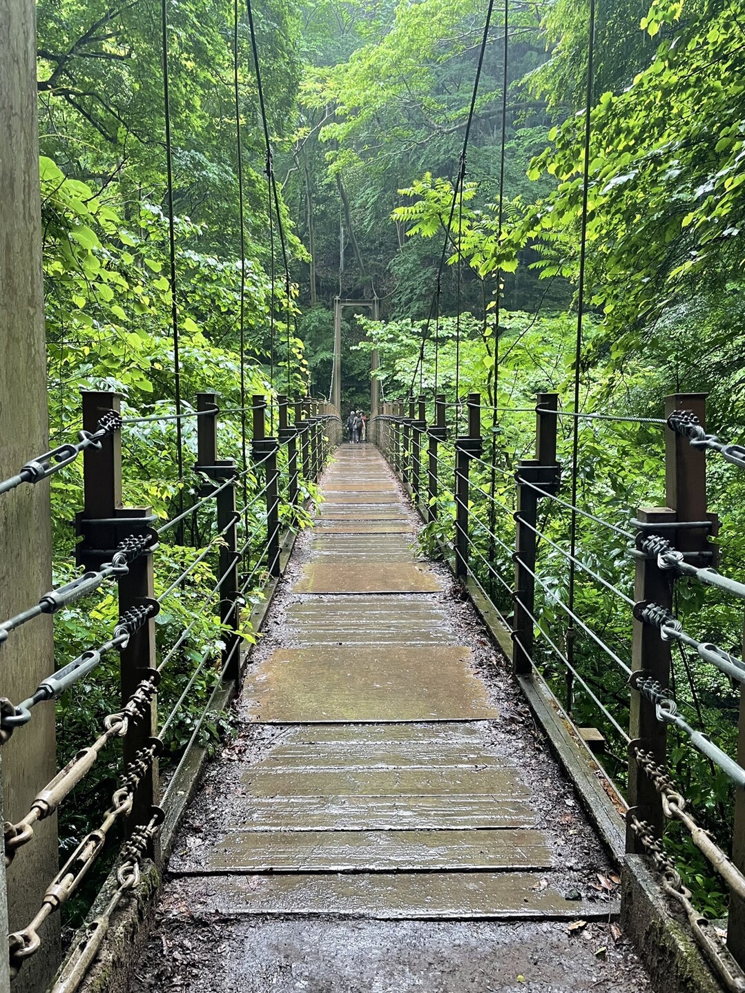 雨の景信山→高尾山縦走☔️ / yuccoさんの高尾山・陣馬山・景信山の活動データ | YAMAP / ヤマップ