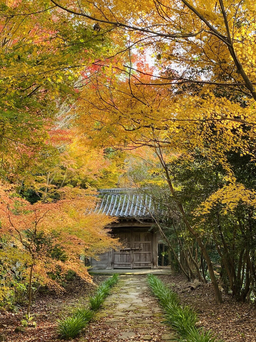 高良山🍁もみじ谷🍁 / mo_caさんの高良山・発心山・鷹取山の活動データ | YAMAP / ヤマップ