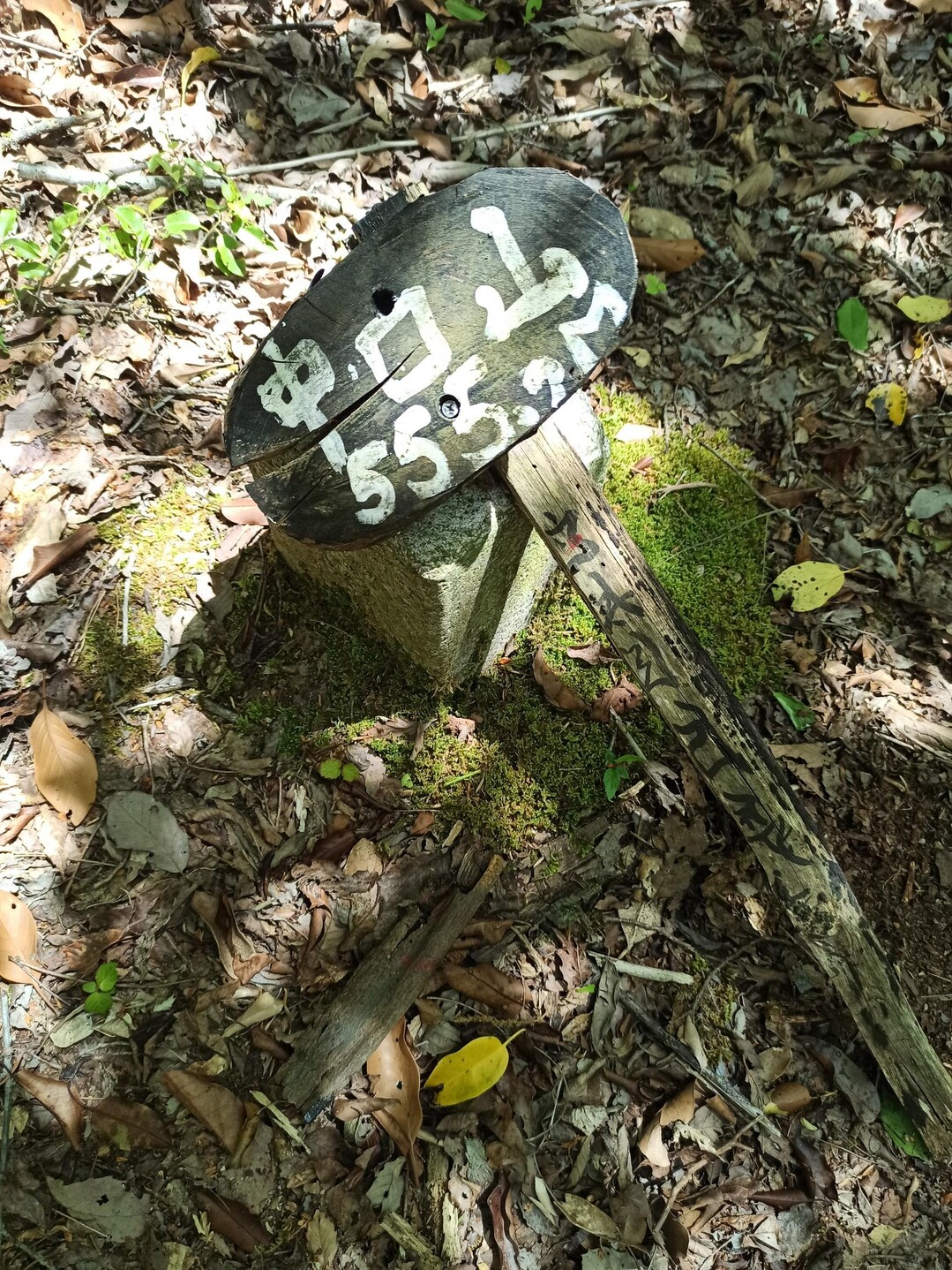 中口山 / kost_japさんの 妙見山・白山・猿藪の活動データ | YAMAP / ヤマップ