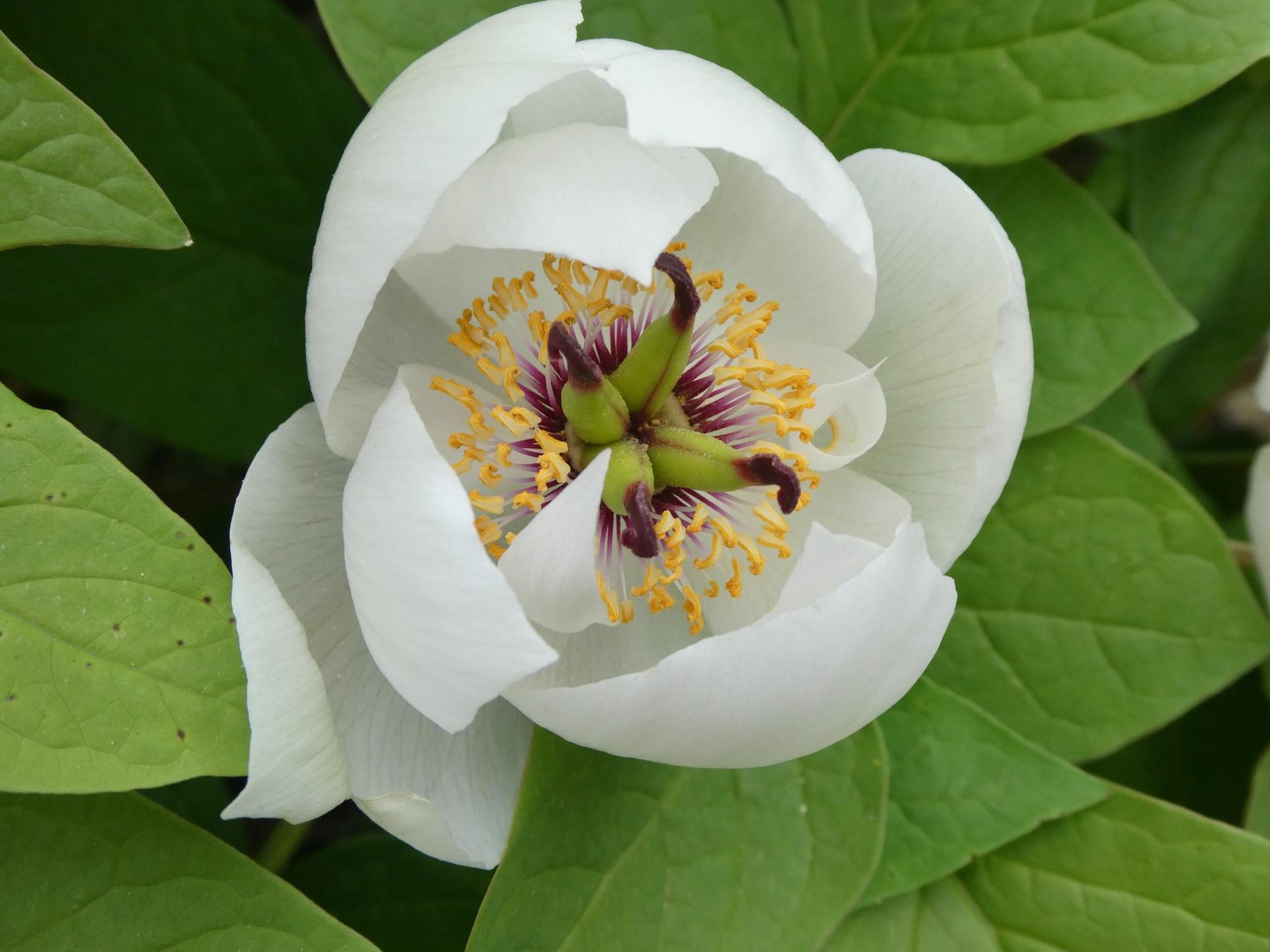 4月最後の高尾山 / skipさんの高尾山・陣馬山・景信山の活動データ | YAMAP / ヤマップ