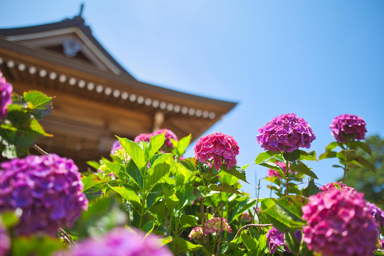 2023.6.3 香川県は粟井神社の紫陽... / M.I.さんのモーメント | YAMAP / ヤマップ