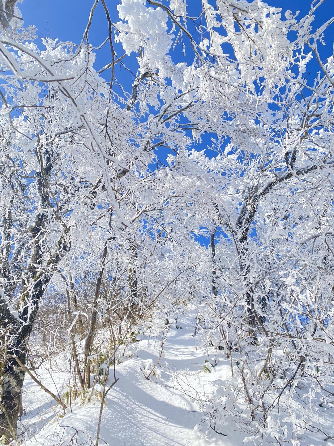 男三瓶山(三瓶山) / YMTさんの三瓶山・大平山の活動データ | YAMAP / ヤマップ