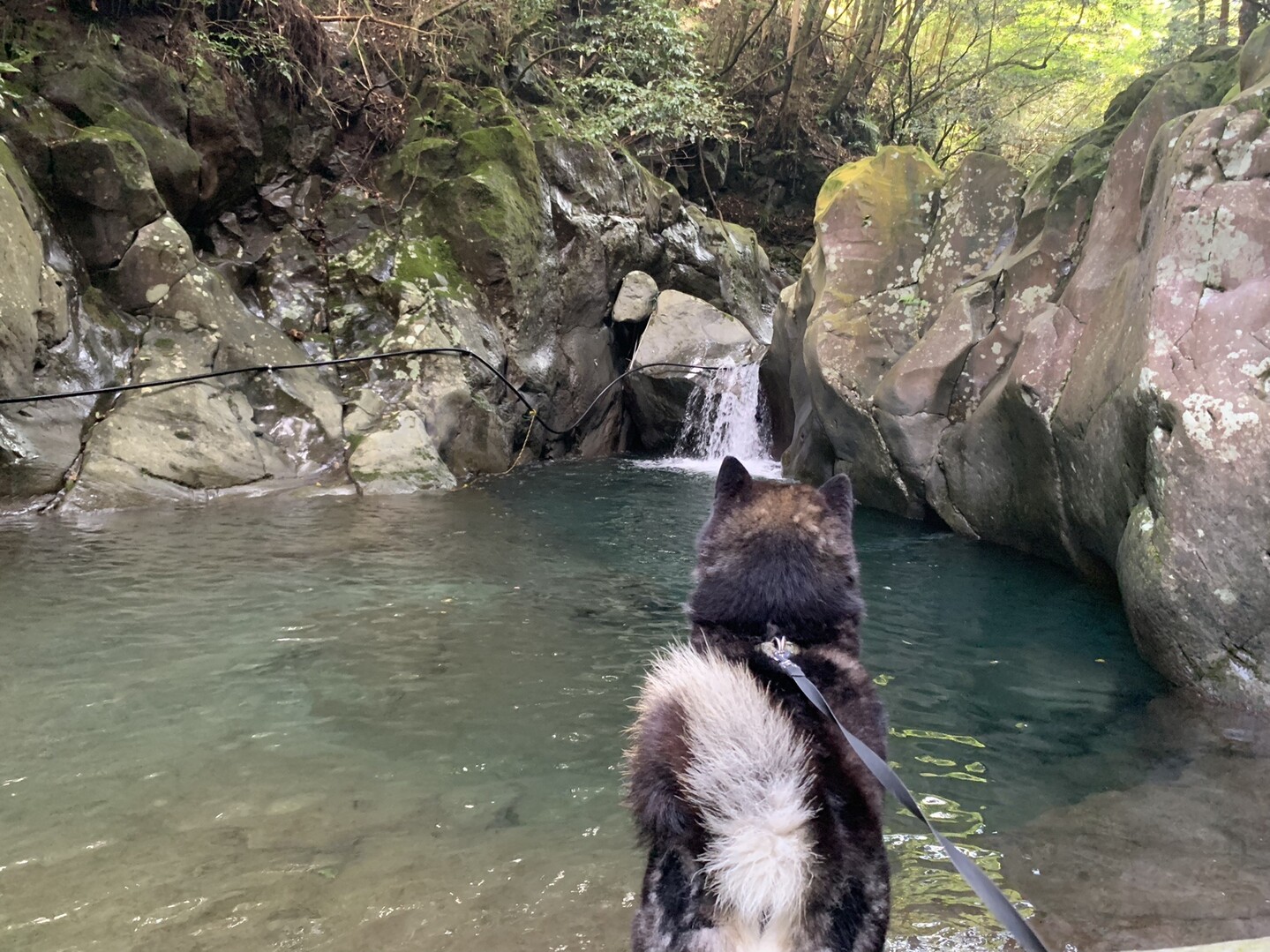 最近マイブームの赤淵川探検 今朝はいつも... / ta614さんのモーメント | YAMAP / ヤマップ