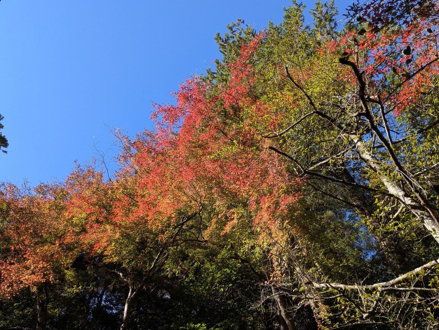 長瀞散策 宝登山 / たかさんの宝登山・長瀞アルプス・不動山・陣見山・鐘撞堂山の活動データ | YAMAP / ヤマップ