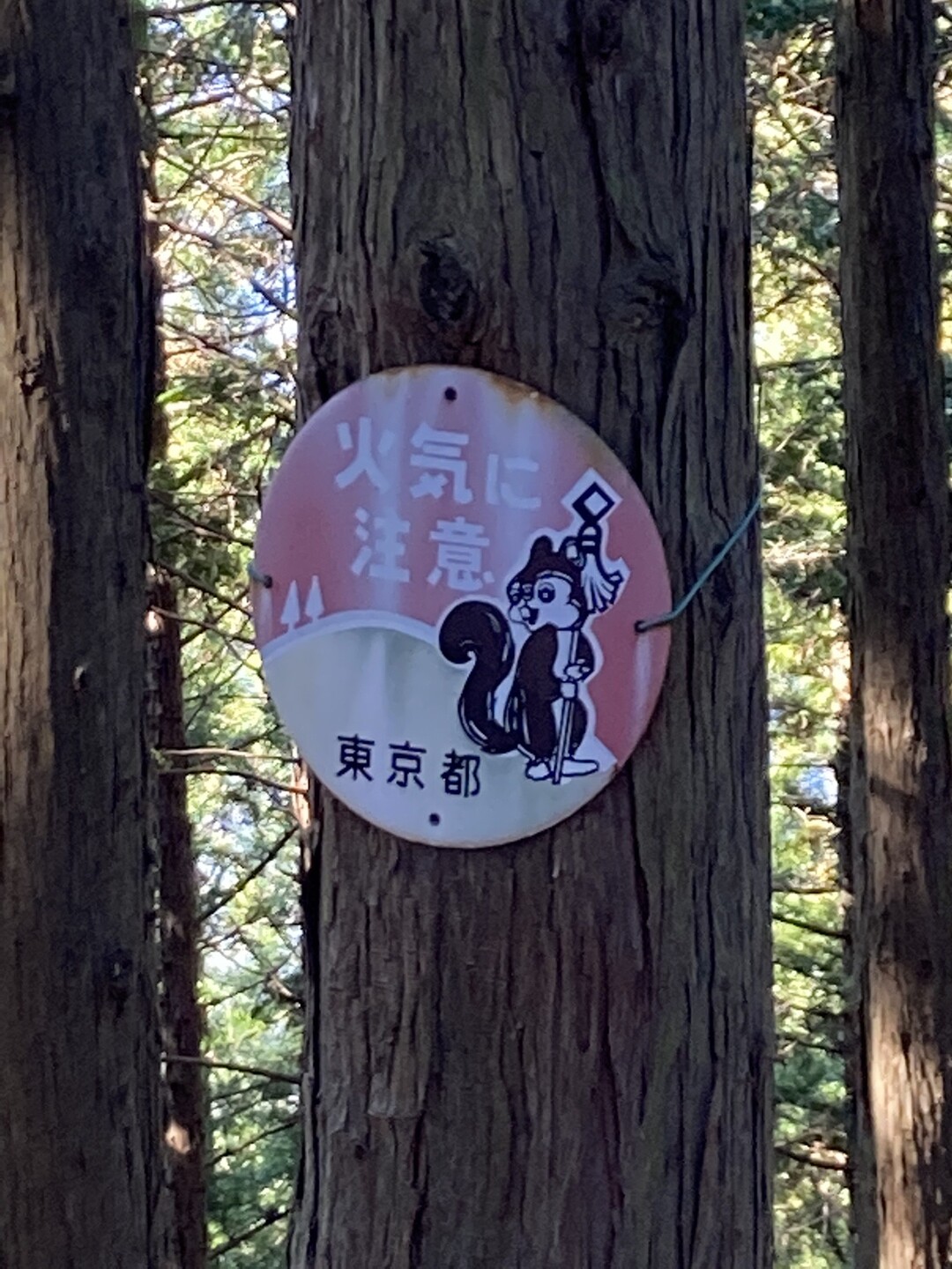 奥高尾の #まといリス / ayayoさんのモーメント | YAMAP / ヤマップ