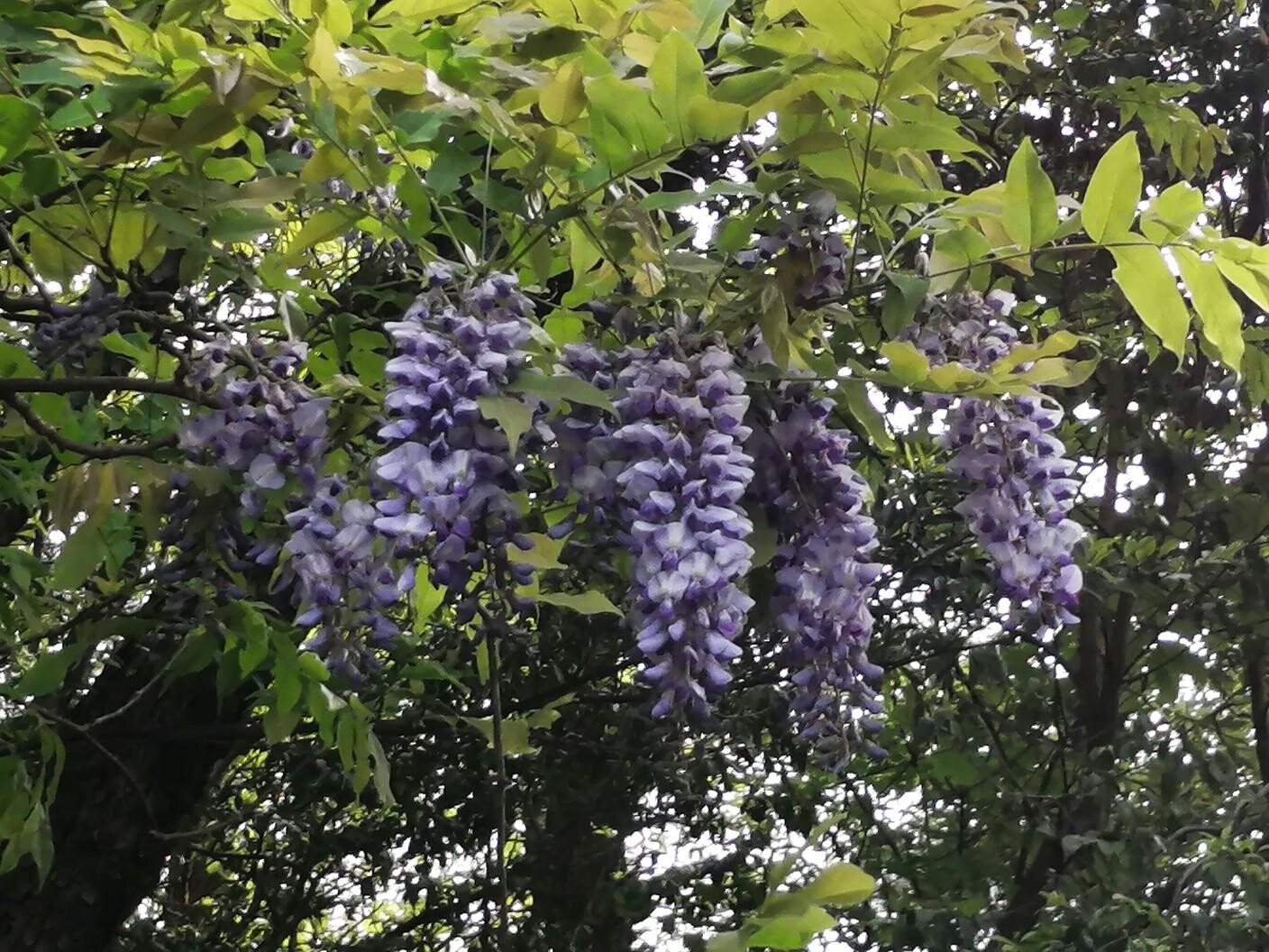 絵下山・中野山・竜山 / Mini Houseさんの絵下山・天狗城山・森山の活動データ | YAMAP / ヤマップ