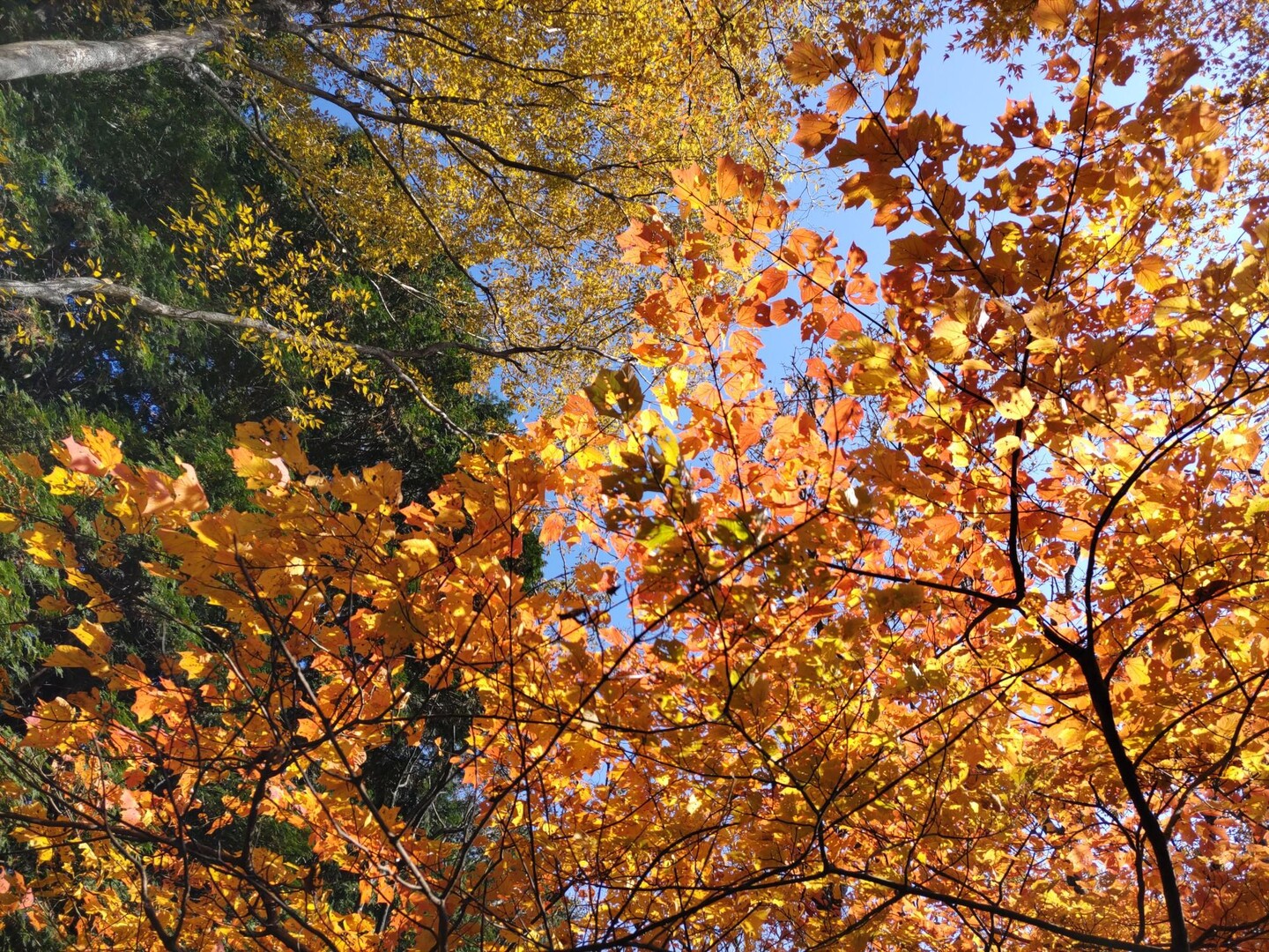 リハビリで紅葉登山🍁 / yanさんの高崎山の活動データ | YAMAP / ヤマップ