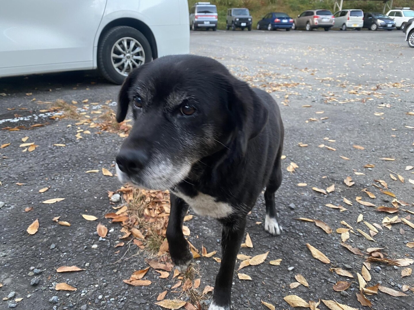 秋山稜線縦走🍁(見ノ越〜剣山⛰️〜三嶺⛰️〜名頃) / ka10_UKさんの剣山の活動データ | YAMAP / ヤマップ