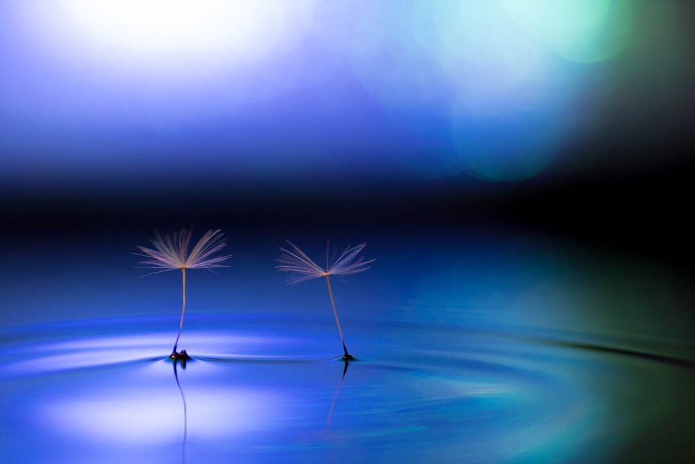 春の落とし物でお遊び 久しぶりのマクロ撮... / ＊gran＊さんのモーメント | YAMAP / ヤマップ