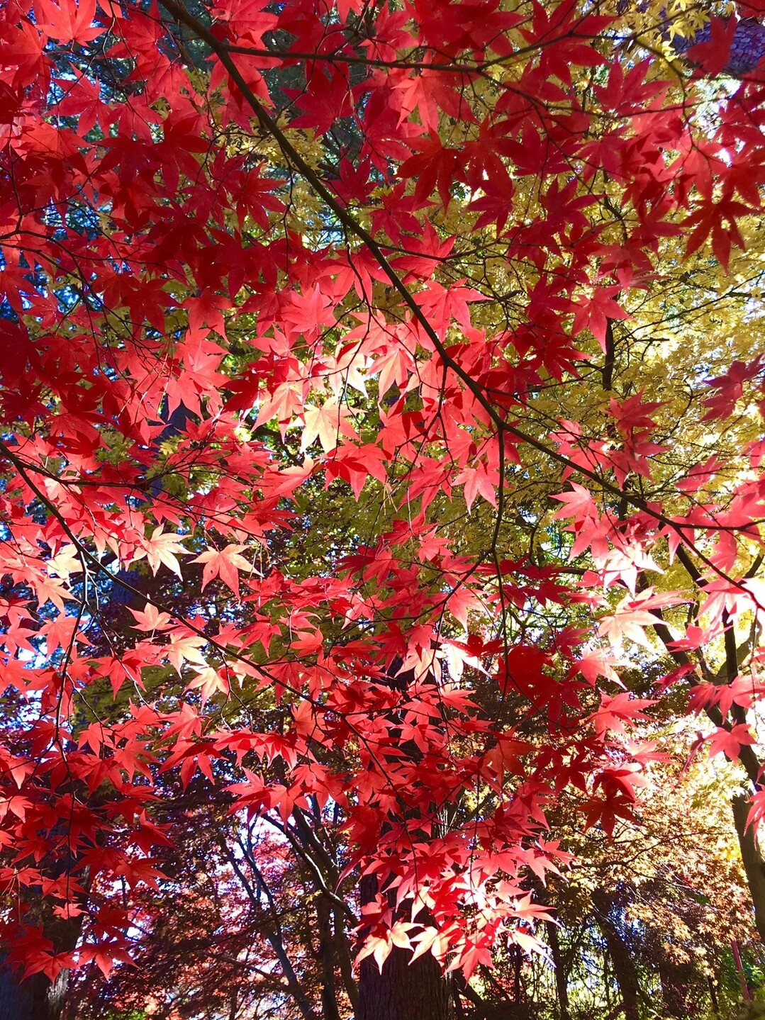 源山 / fu-miさんの赤岩山の活動データ | YAMAP / ヤマップ