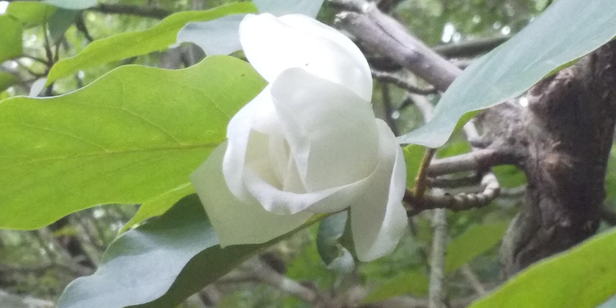 ウォーキング-2023-06-18 / みっち3Mさんのウォーキングの活動データ | YAMAP / ヤマップ