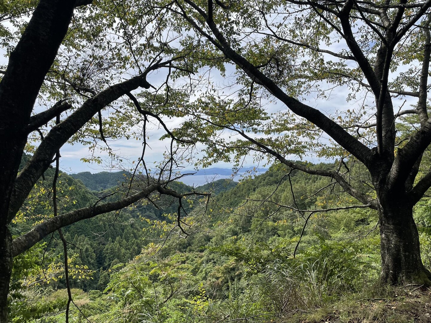 高縄山 / sin-naさんの高縄山・大月山・北三方ヶ森の活動データ | YAMAP / ヤマップ