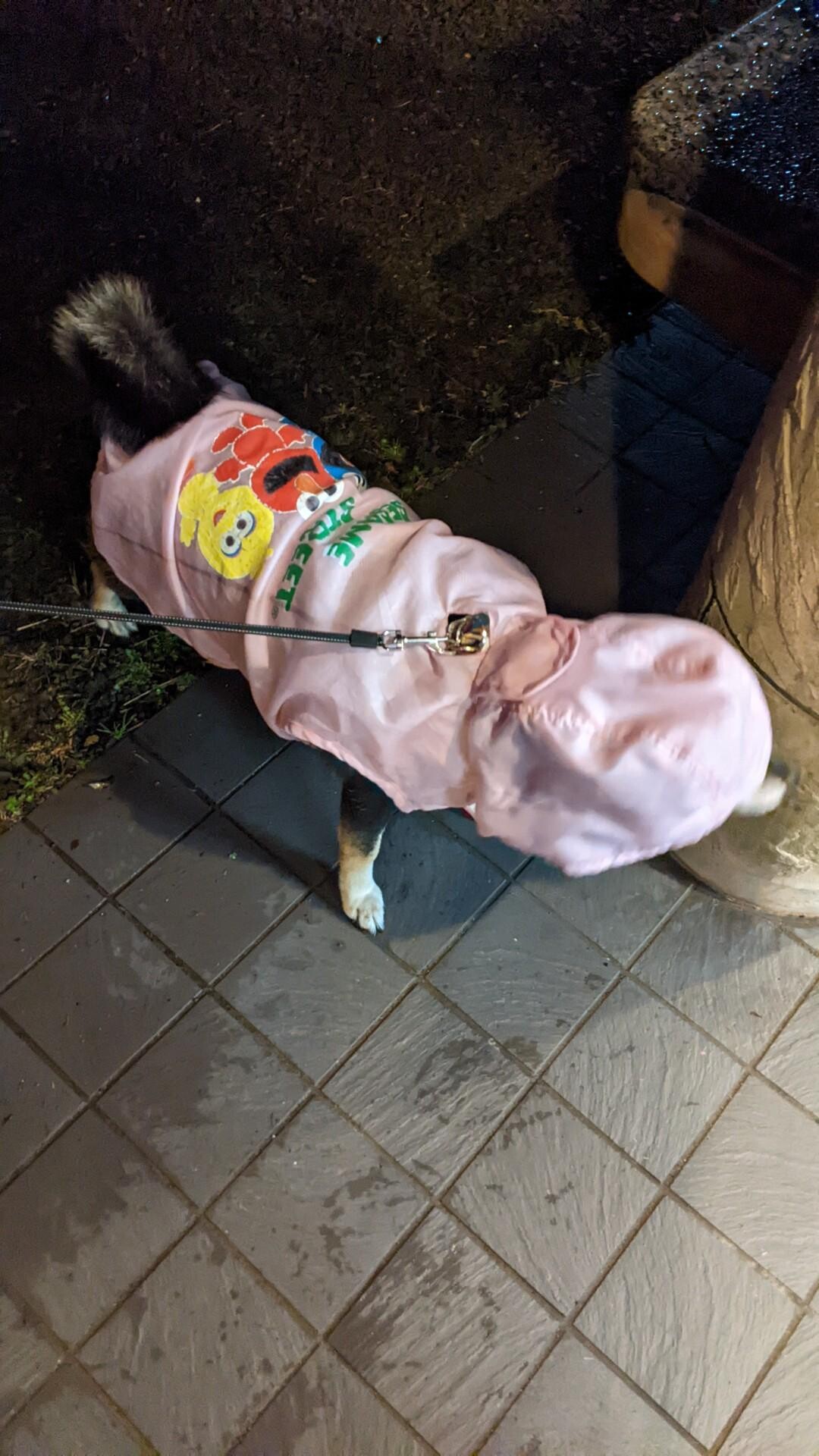 今日☔の にゃーんず😺と あずきちゃん... / by hideさんのモーメント | YAMAP / ヤマップ