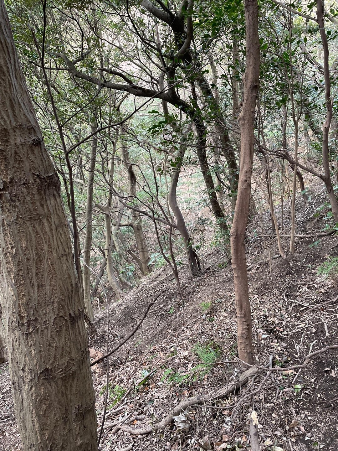 令和5年初の有害鳥獣駆除隊に参加、ベテラ... / M.Kさんのモーメント | YAMAP / ヤマップ