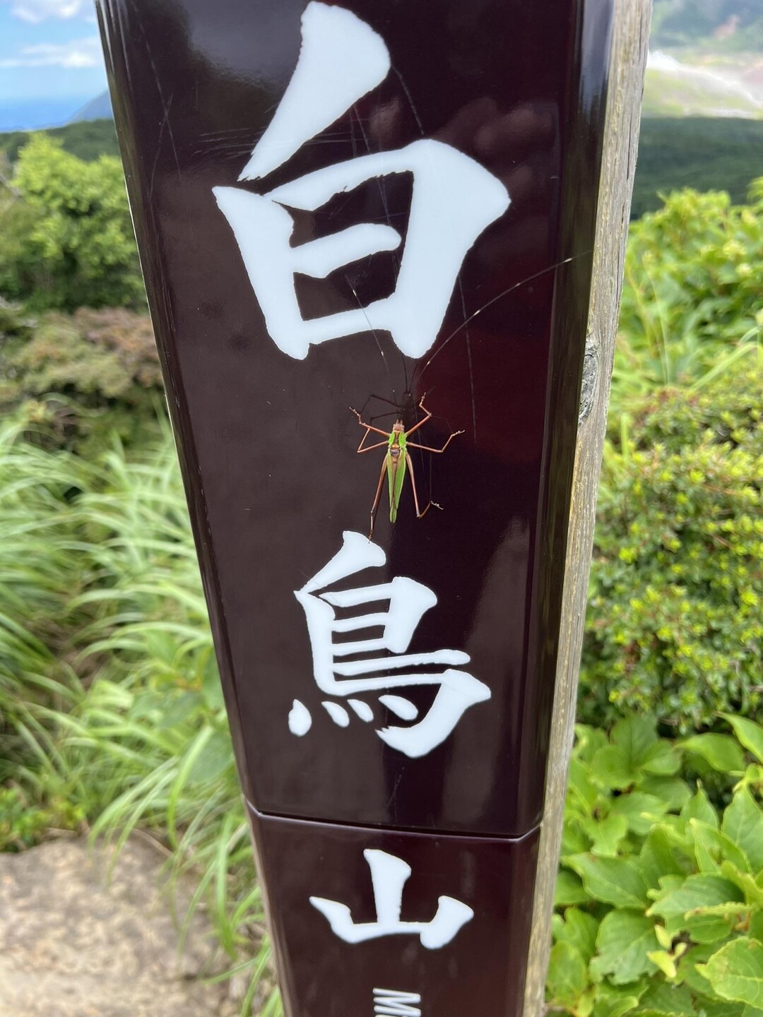 夏の白鳥山 / Ko-zyさんの霧島山・韓国岳・高千穂峰・夷守岳・烏帽子岳の活動データ | YAMAP / ヤマップ