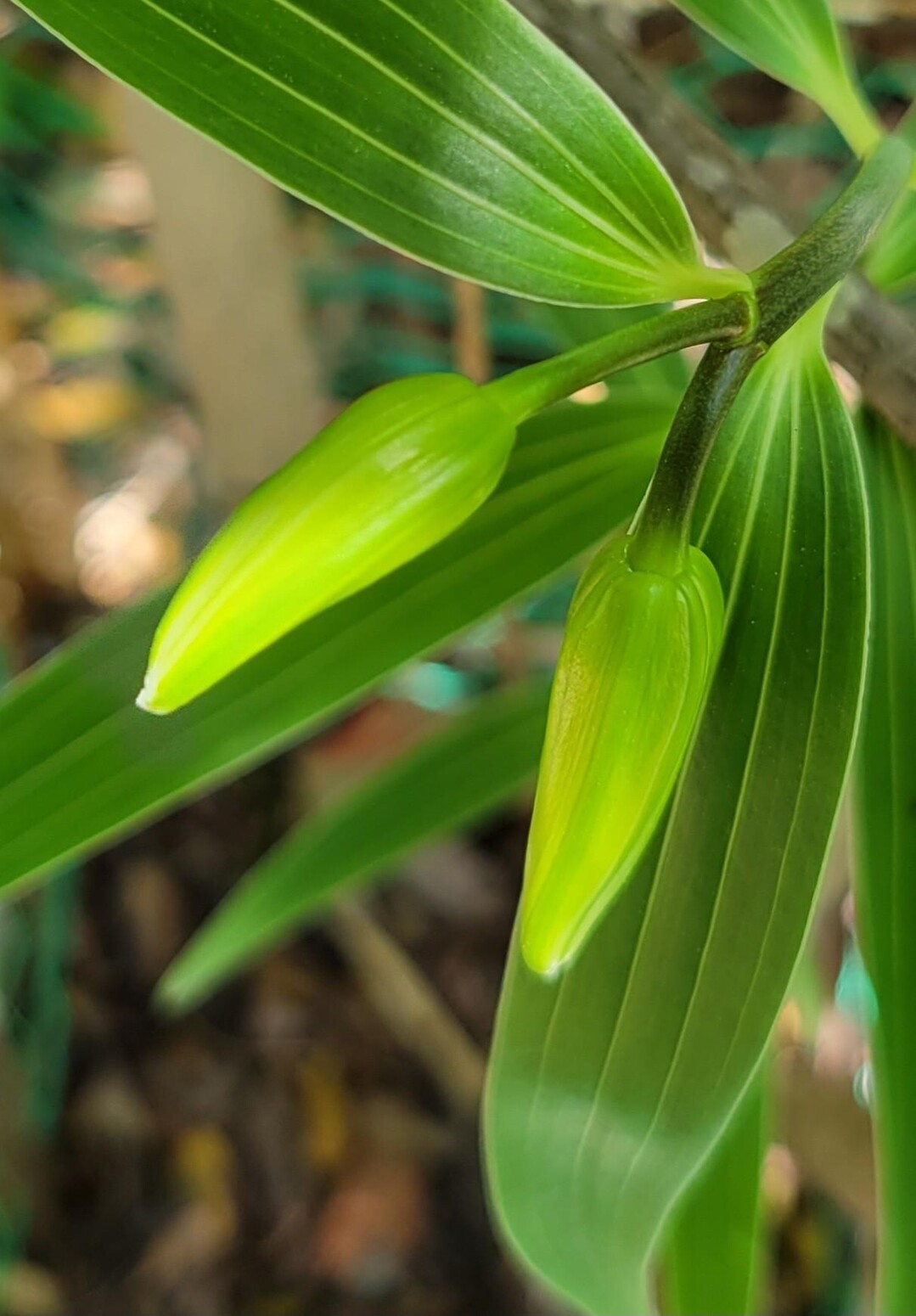 高御位山・小高御位山・中塚山・北山奥山・旗振山 / hisashiさんの高御位山・播磨アルプスの活動データ | YAMAP / ヤマップ