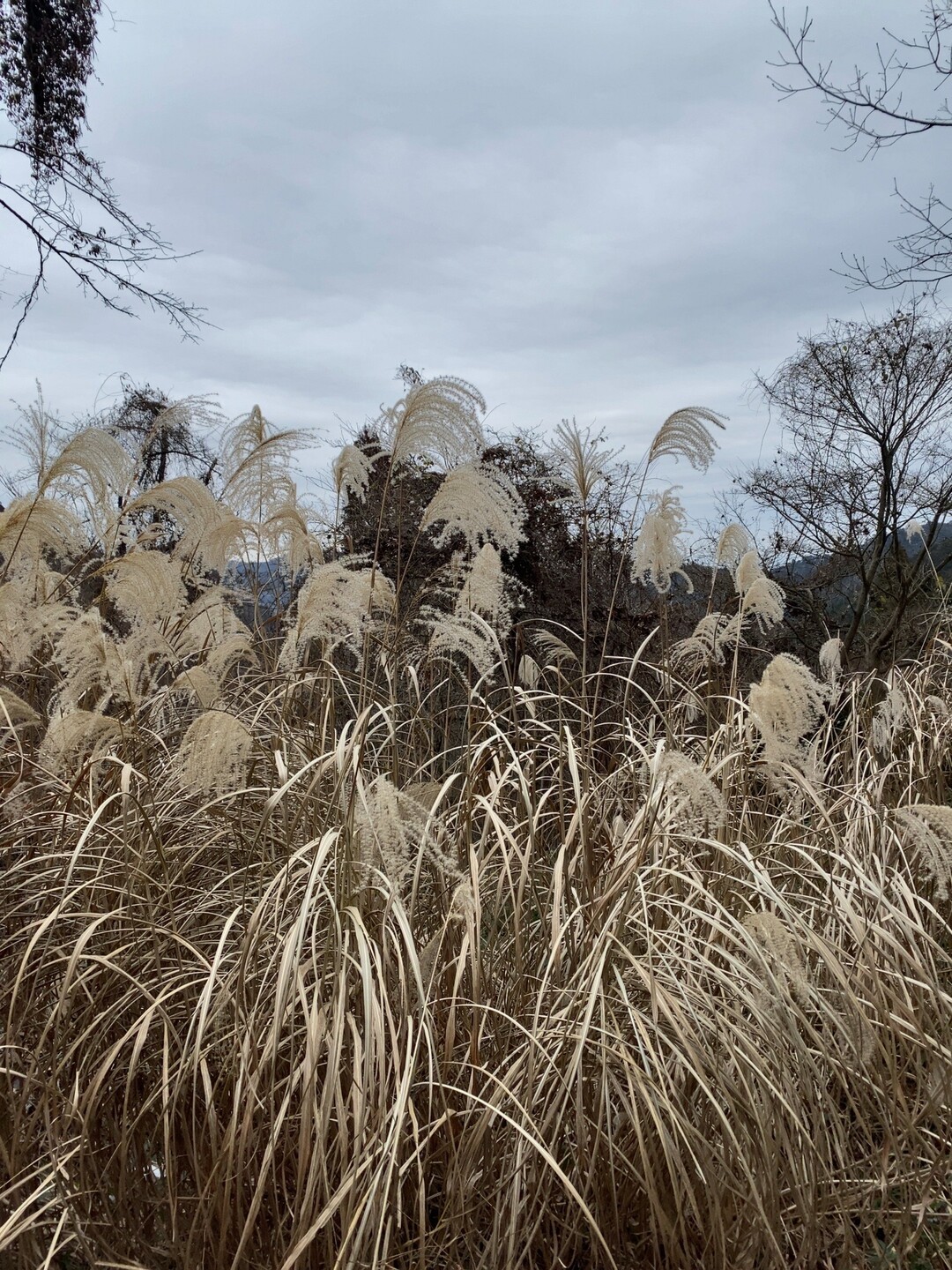 南高尾セブンサミッツ / kazuoさんの高尾山・陣馬山・景信山の活動データ | YAMAP / ヤマップ