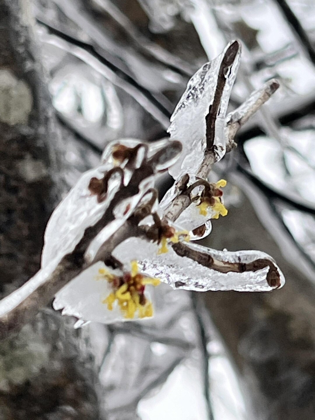 角田山 冷凍マンサク見〜っけ ️ / 29sukiさんの角田山の活動データ | YAMAP / ヤマップ