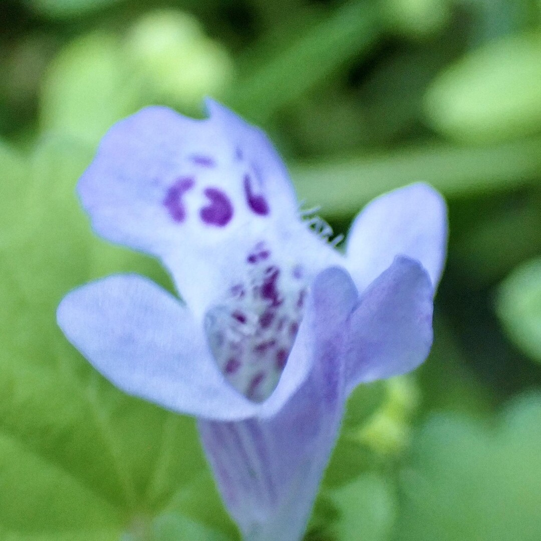 本日強風注意‼️〈三十三間山〉 / Rocky Topさんの三十三間山・三重嶽・武奈ヶ嶽の活動データ | YAMAP / ヤマップ
