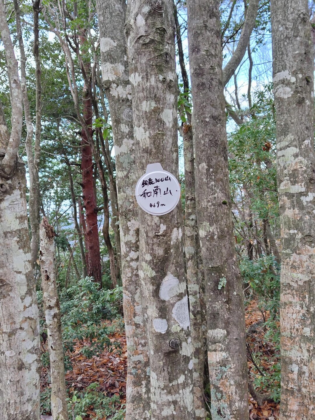 稲荷山・和南山 2024-12-15 / zheng-yhangさんの日本コバの活動データ | YAMAP / ヤマップ