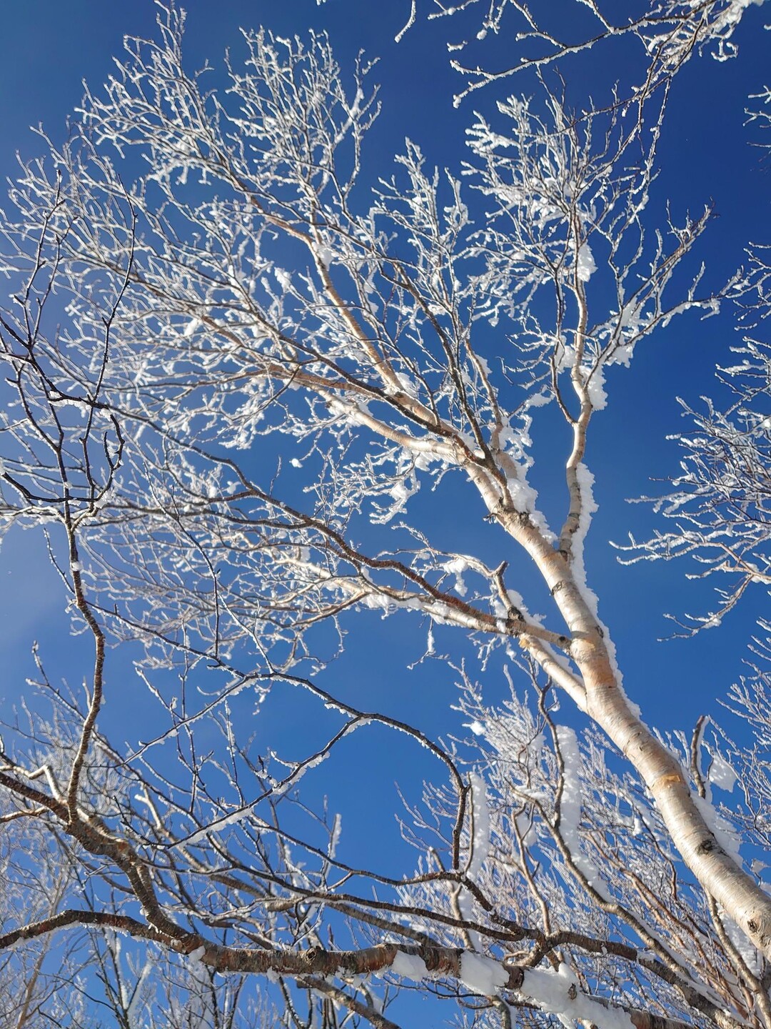 赤城ブルー ️ / J1さんの赤城山・黒檜山・荒山の活動データ | YAMAP / ヤマップ