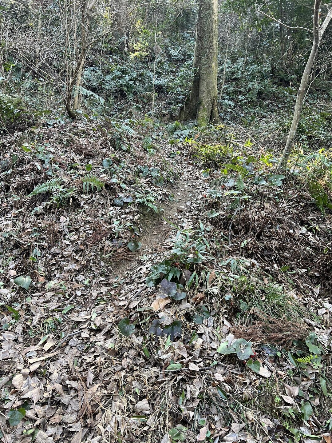 神於山、蜻蛉池公園 ウォキーキング-2024-01-30 / keiさんの槇尾山（槙尾山）・和泉葛城山・神於山の活動データ | YAMAP / ヤマップ