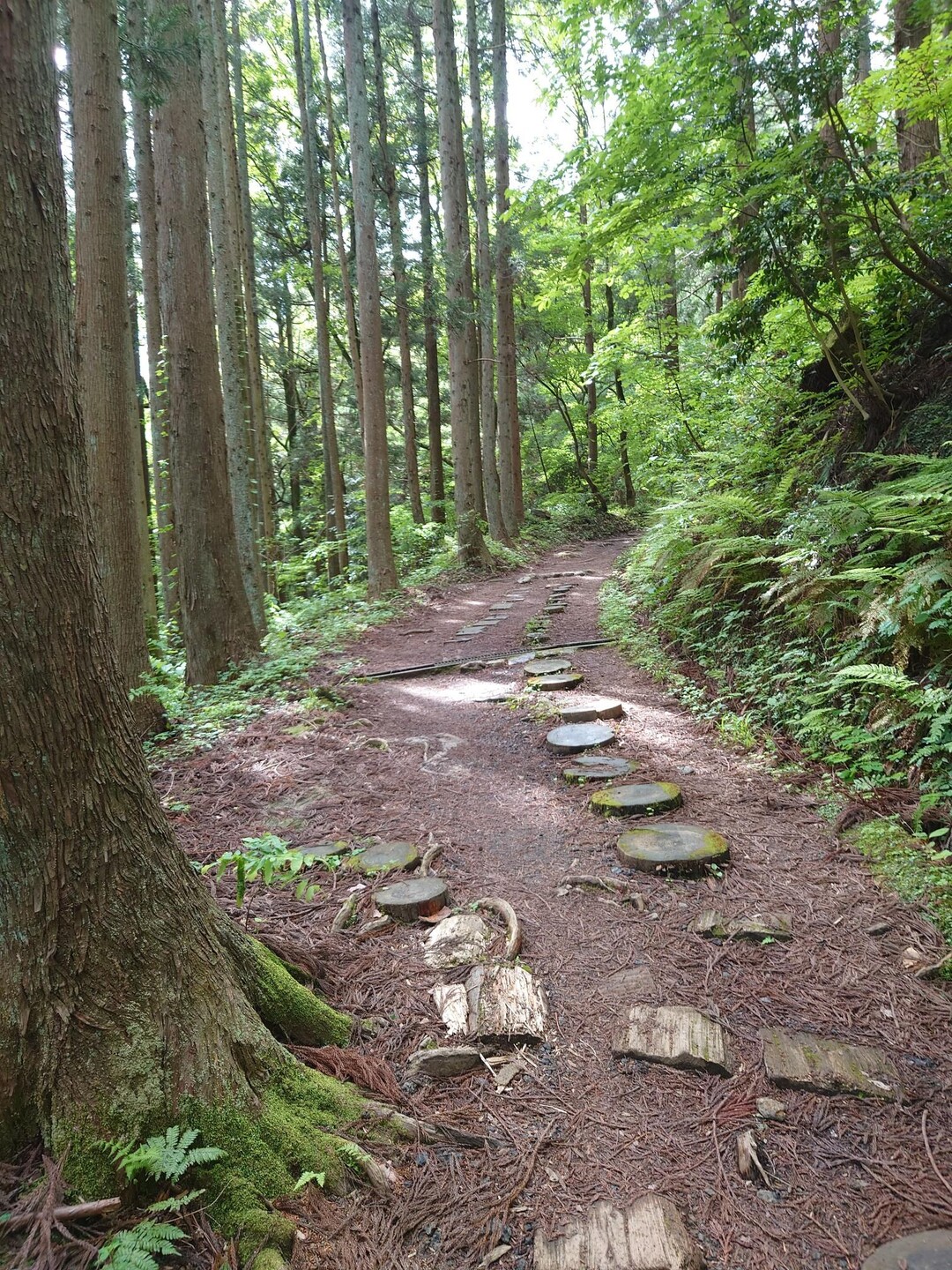 菩堤寺山 / stさんの雷山の活動データ | YAMAP / ヤマップ