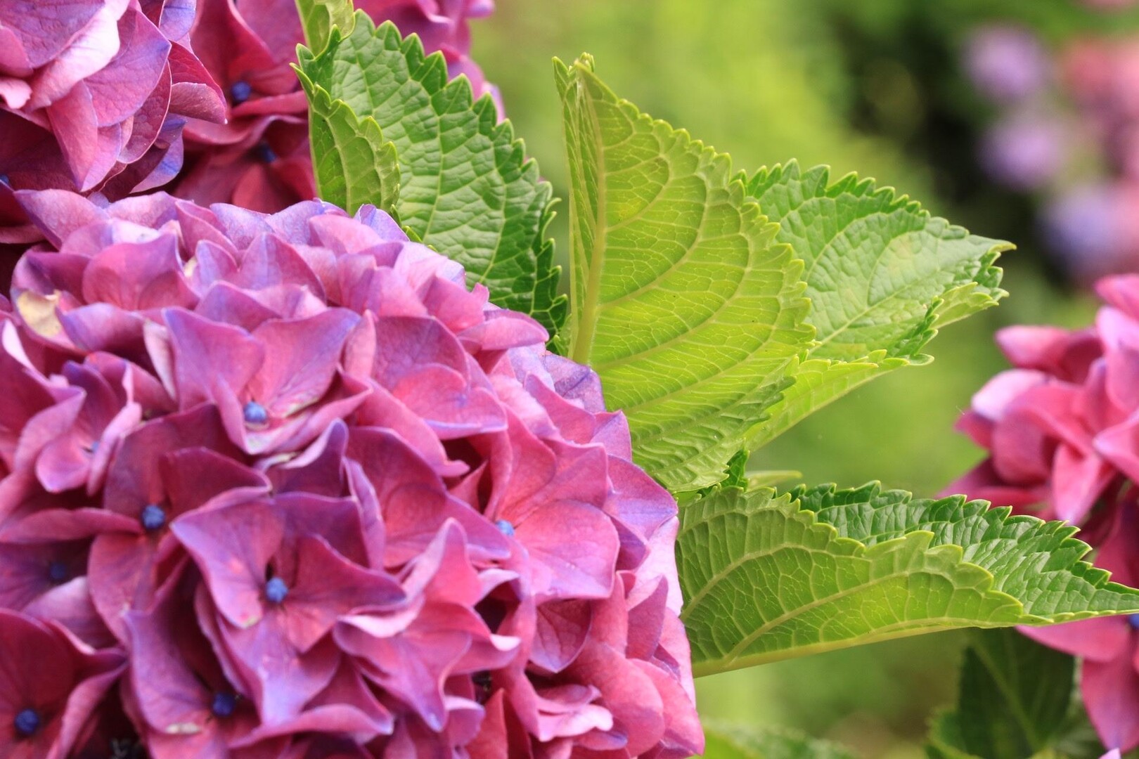 あじさいの里でリフレッシュ😍 / dante99さんの三ヶ根山の活動データ | YAMAP / ヤマップ