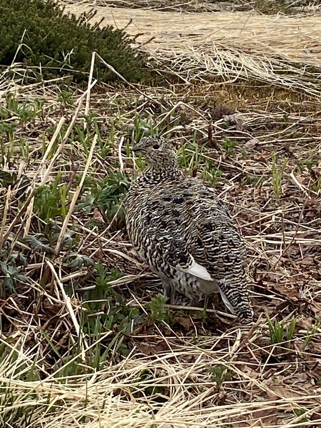 らいちょう観察会in立山室堂 今年はつが... / mii🕊️さんのモーメント | YAMAP / ヤマップ