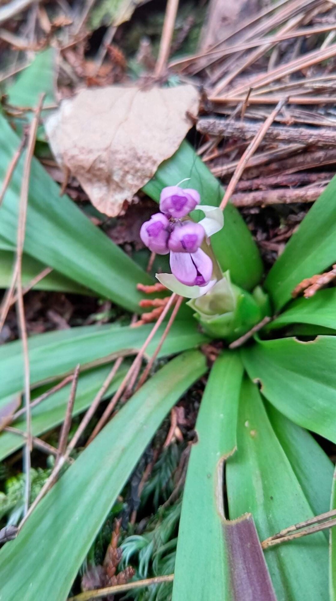 🎵 紫の猩猩袴愛宕山 悟空220328... / kyoyamaさんのモーメント | YAMAP / ヤマップ