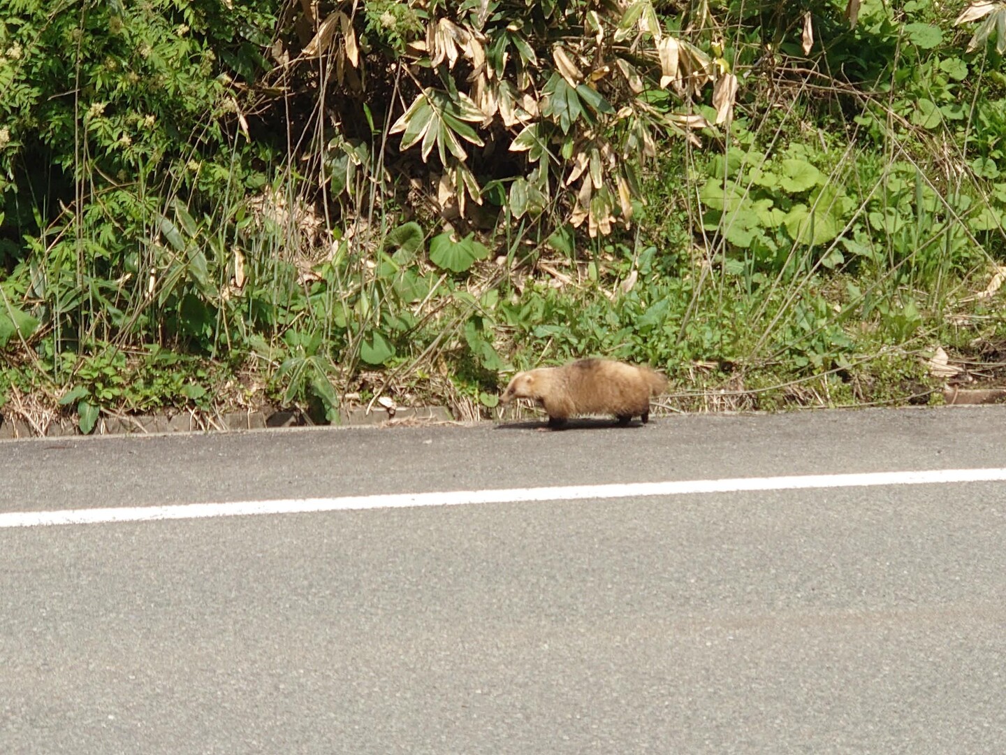前岳③・中岳② / aer0ckさんの秋田市の活動データ | YAMAP / ヤマップ