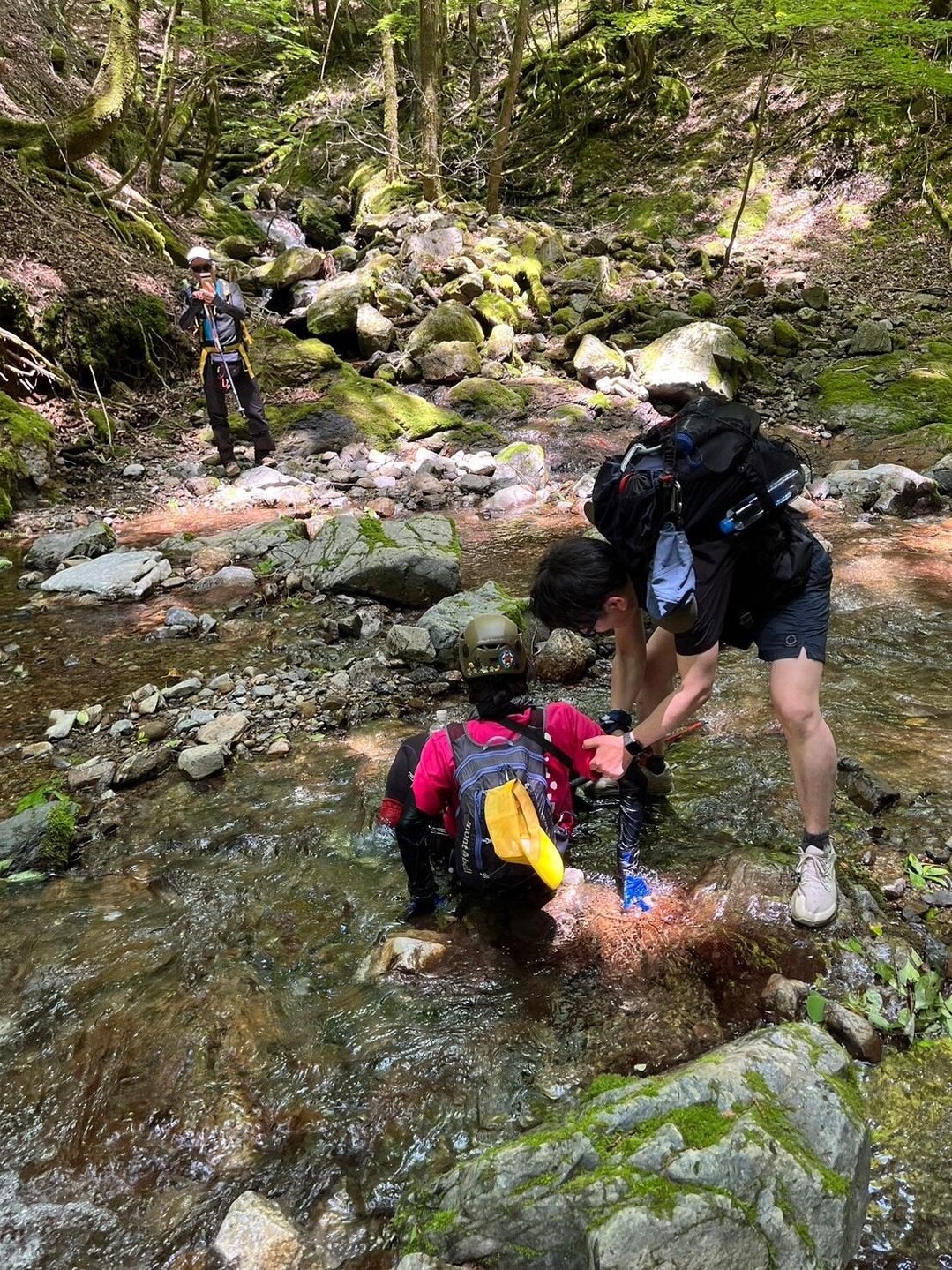 目丸山 / inurfaさんの洞ヶ岳・茂見山・目丸山の活動日記 | YAMAP / ヤマップ
