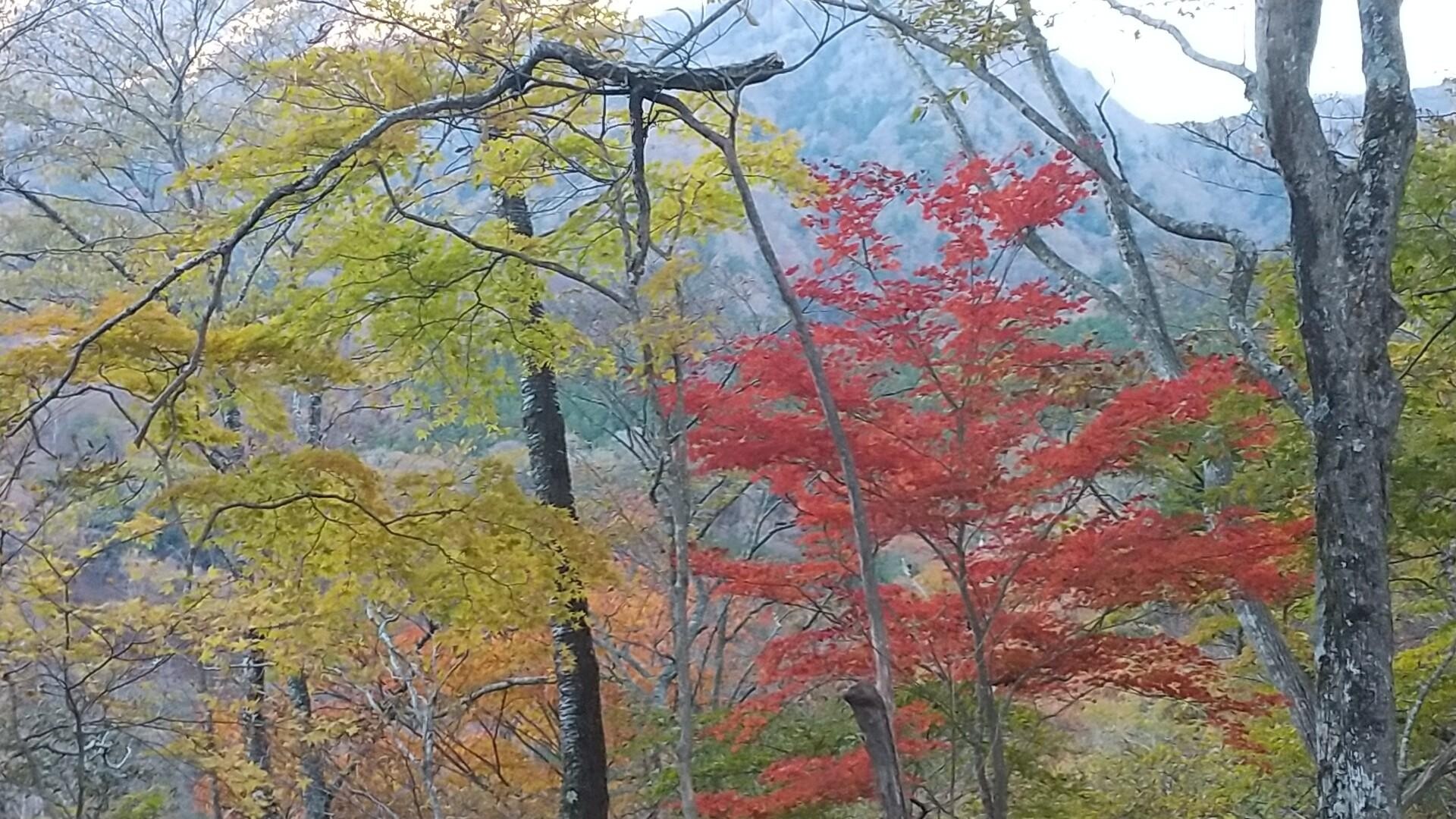 13.3km 西丹沢VC~檜洞丸~熊笹ノ峰~犬越路 2023/11/22 / tamiさんの大室山・畦ヶ丸山・菰釣山の活動データ | YAMAP / ヤマップ